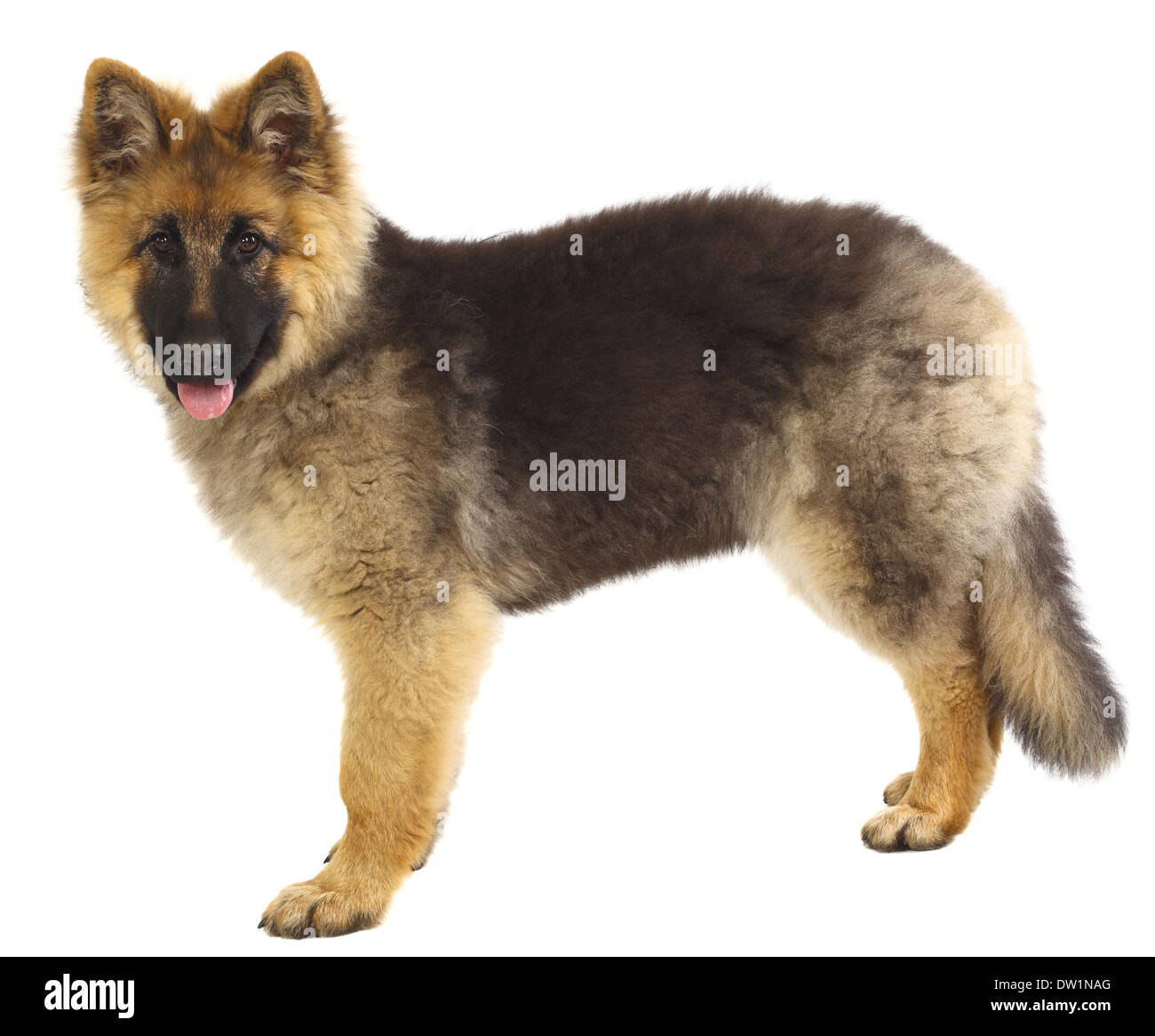 White german shepherd Cut Out Stock Images & Pictures - Alamy