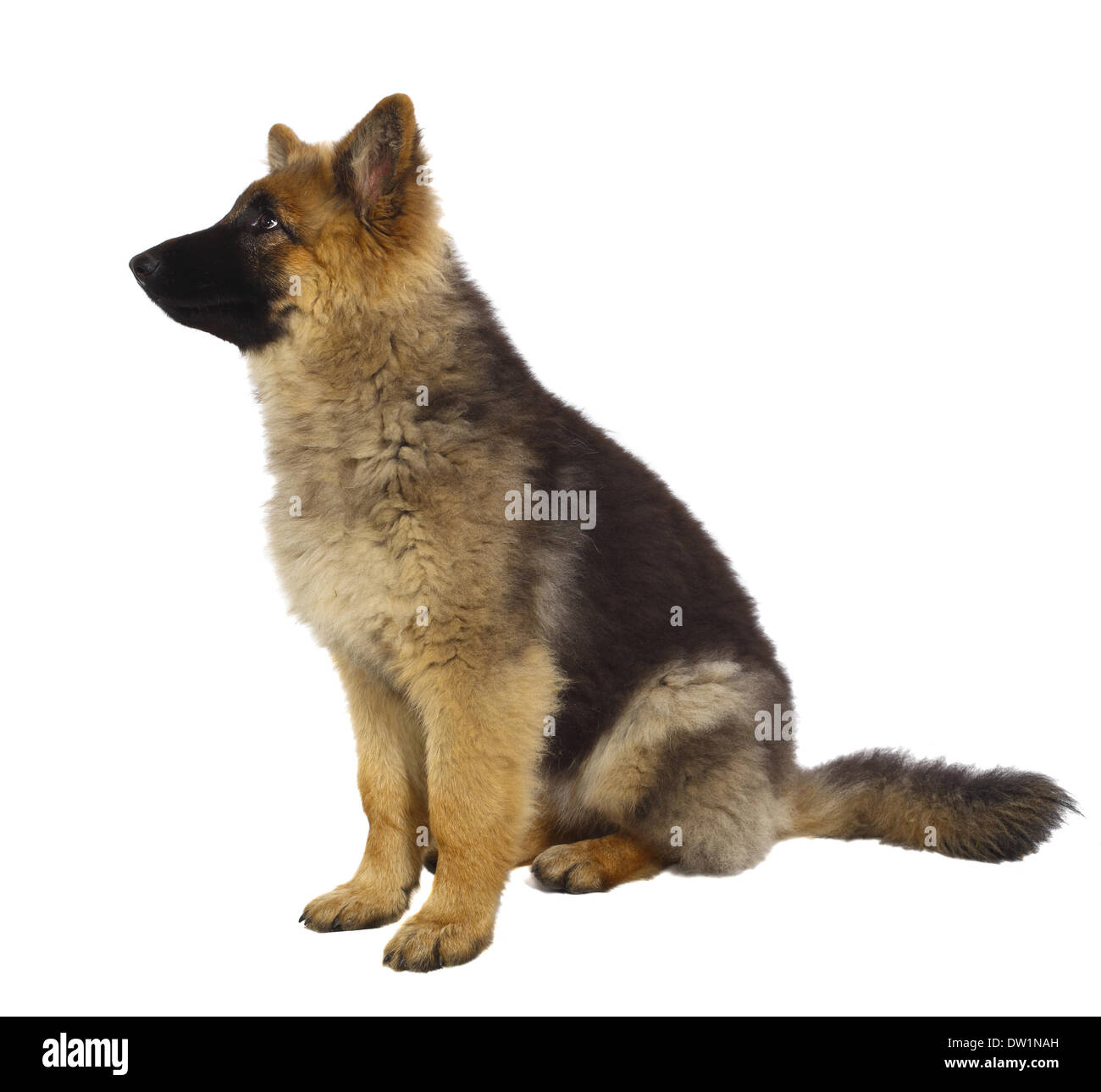 German shepherd puppy tongue hi-res stock photography and images - Alamy