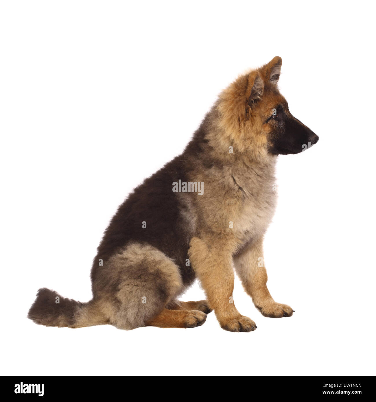 puppy of german shepard Stock Photo - Alamy