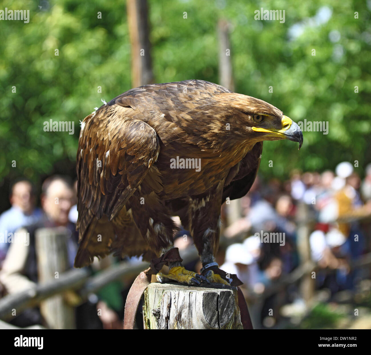 Real Golden Eagle Feathers