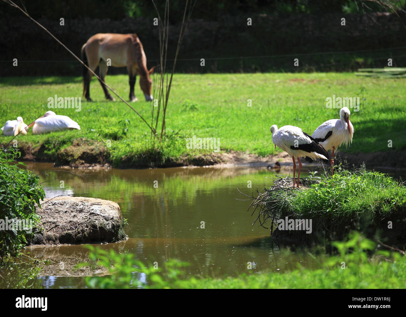 Wild animal mating hi-res stock photography and images - Alamy