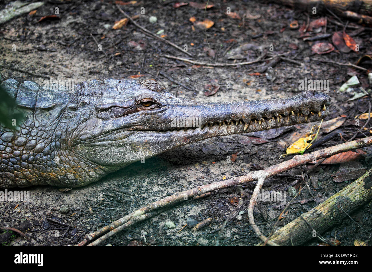 Portrait big crocodile hi-res stock photography and images - Alamy