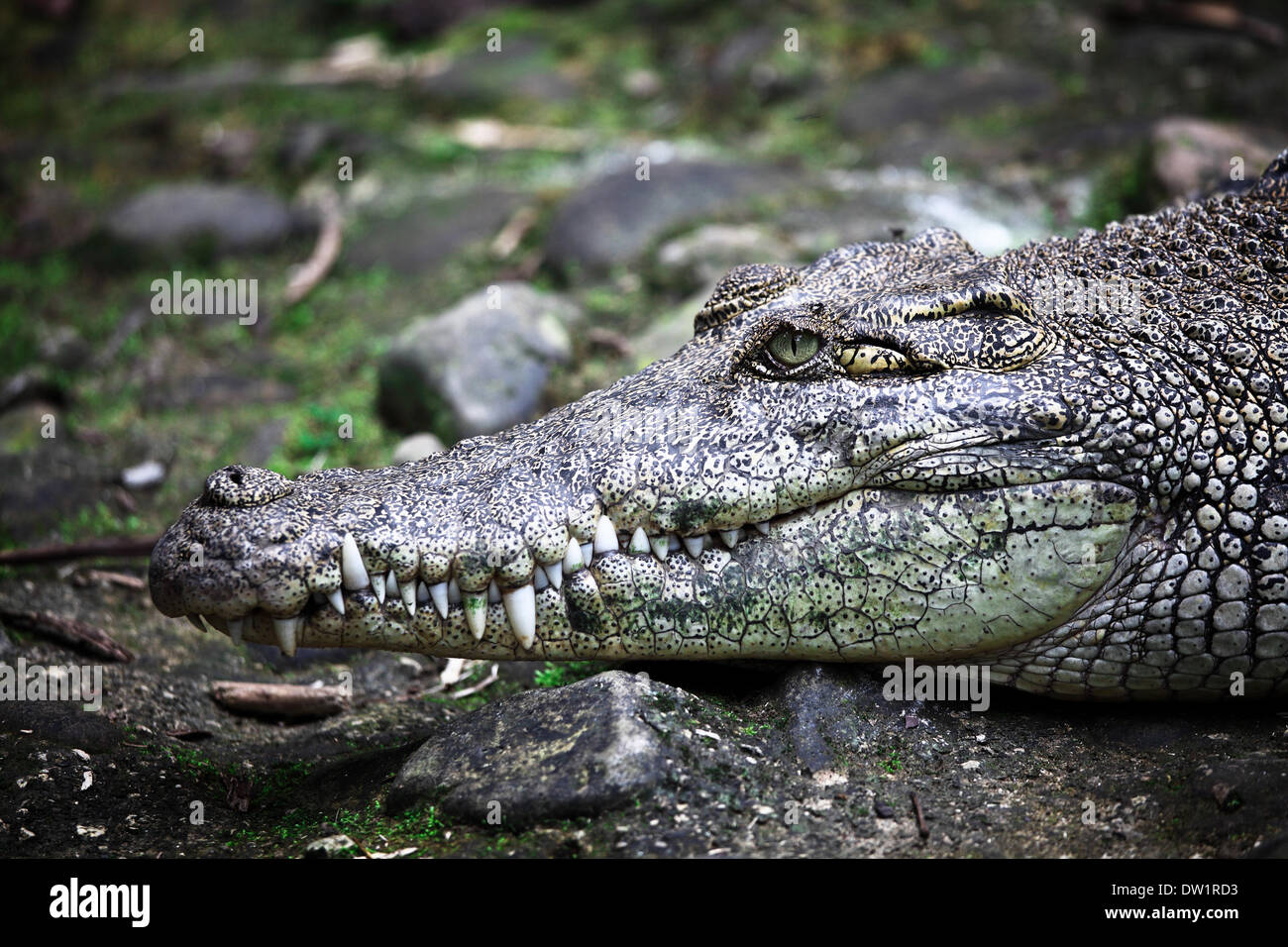 Crocodile malaysia hi-res stock photography and images - Alamy