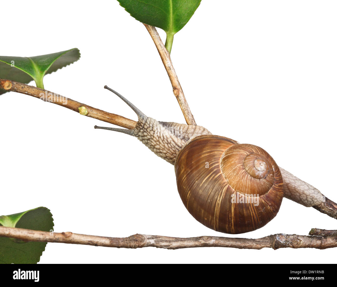 snail on plant Stock Photo - Alamy