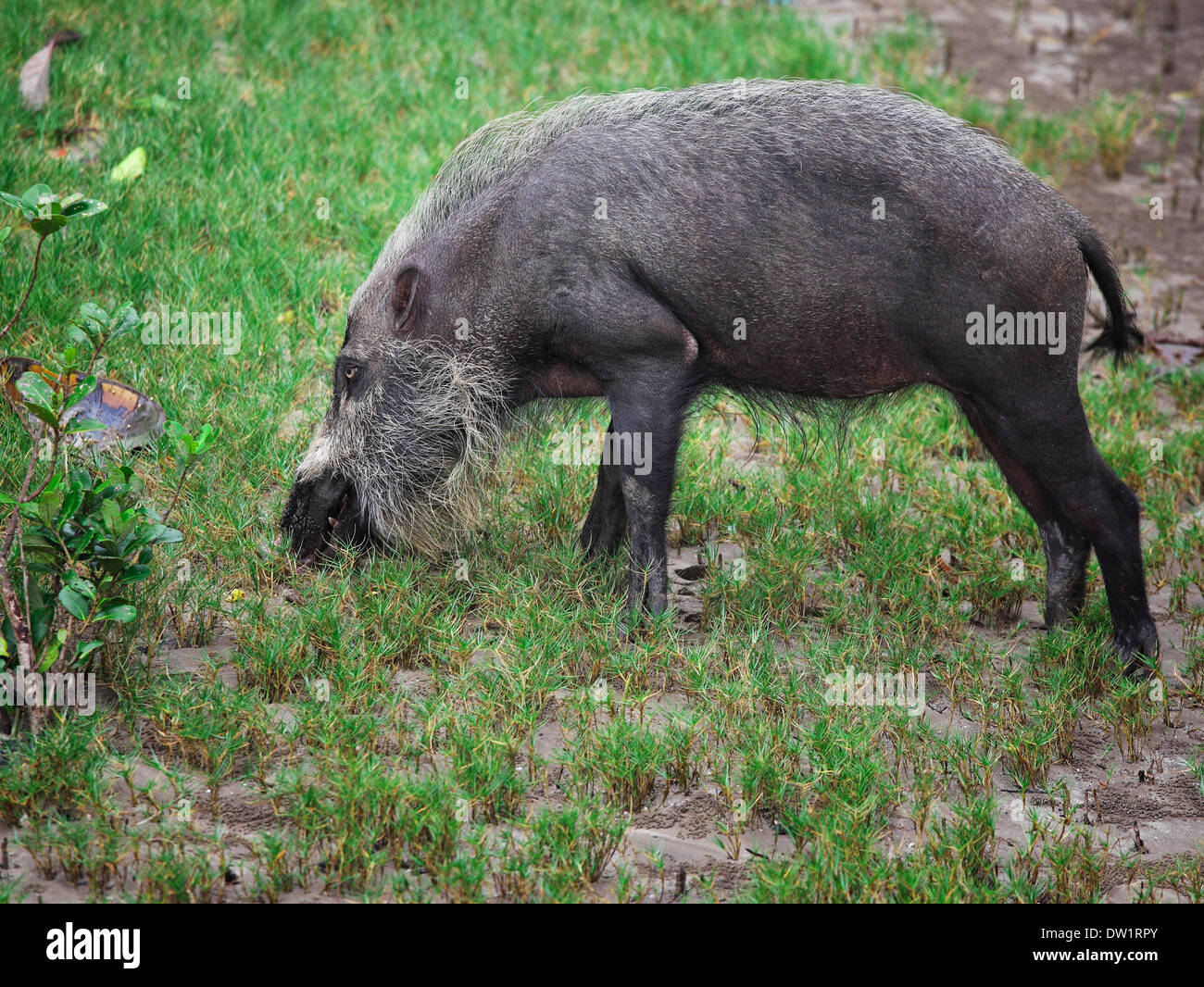 Earth pig hi-res stock photography and images - Alamy