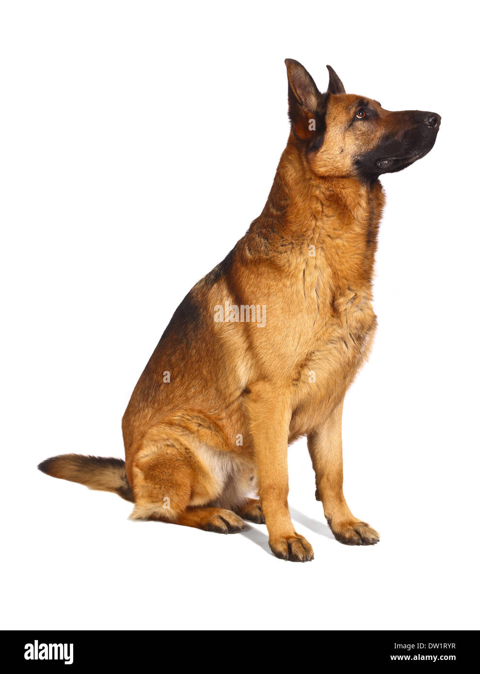 Cute brown german shepherd Cut Out Stock Images & Pictures - Alamy