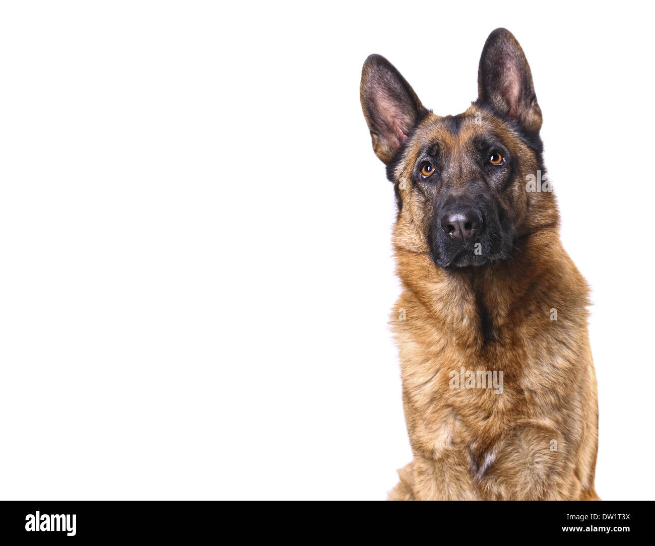 Keep an eye on the hound hi-res stock photography and images - Alamy
