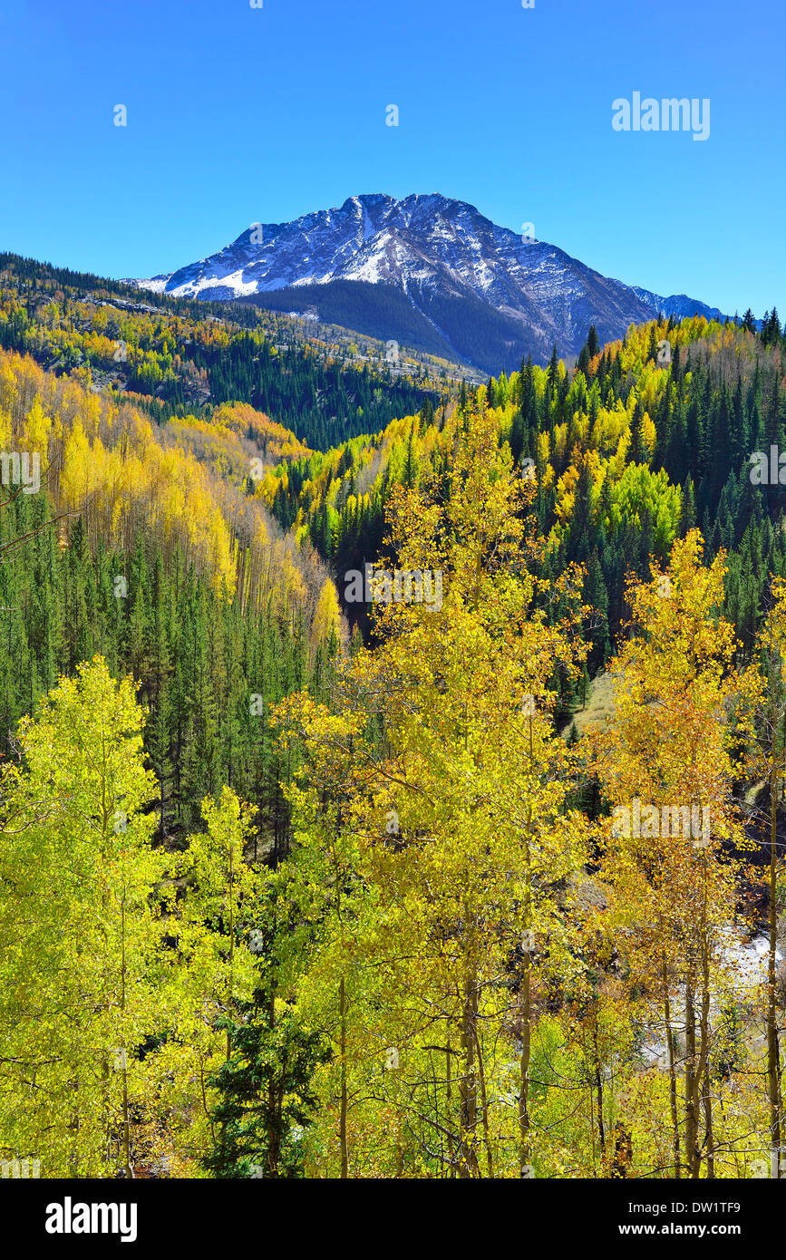 yellow, red and green aspens in the mountains of colourful Colorado ...