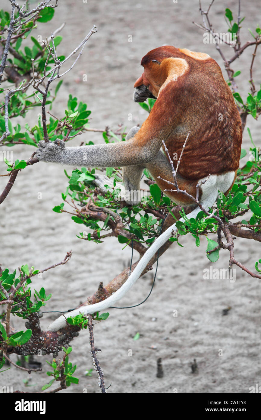 Long nosed monkey hi-res stock photography and images - Alamy
