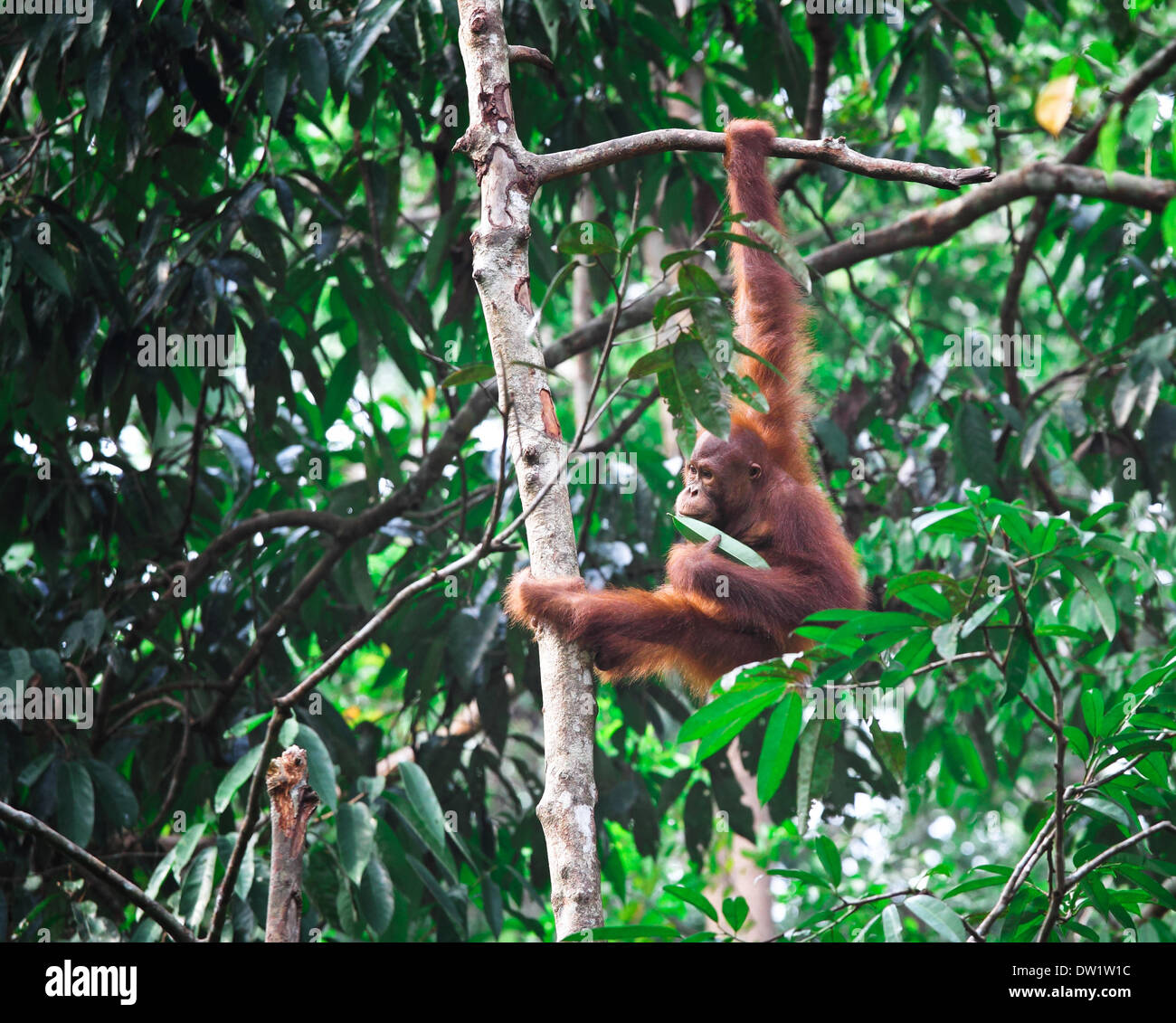 orangutang in rainforest Stock Photo - Alamy