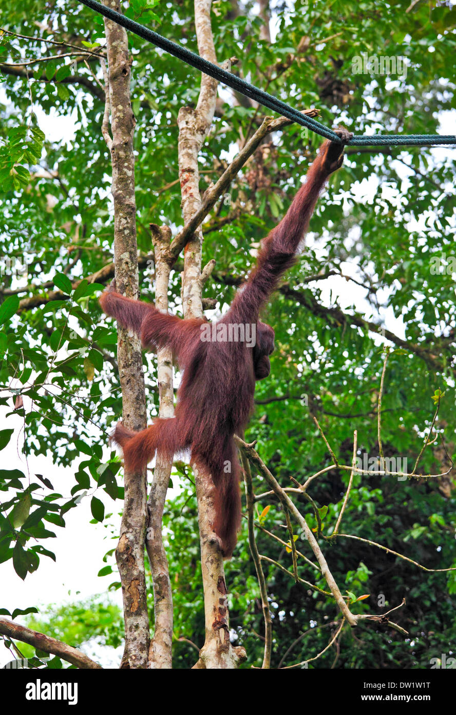 orangutang in action Stock Photo - Alamy
