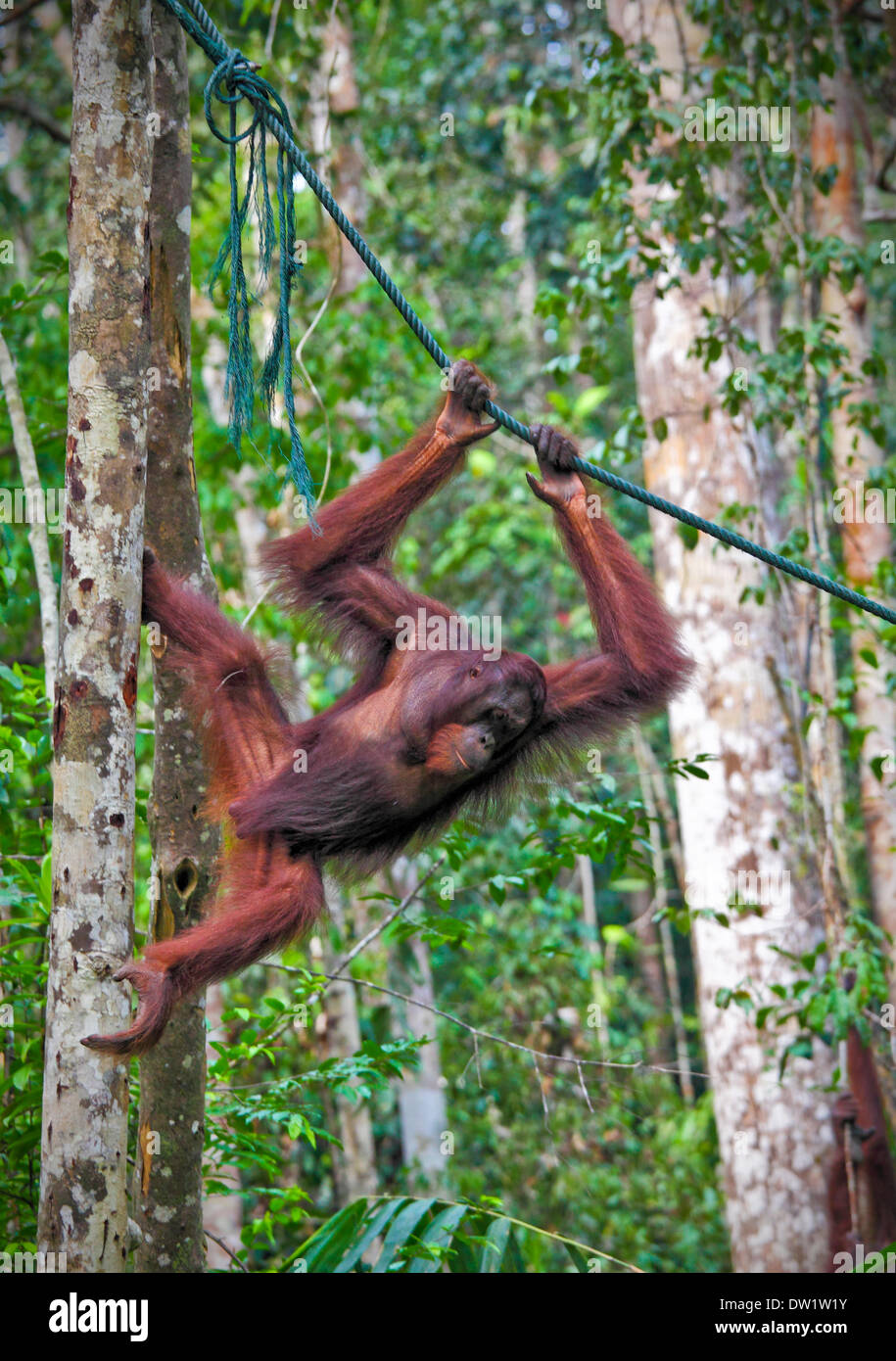 Action in the hi-res stock photography and images - Alamy