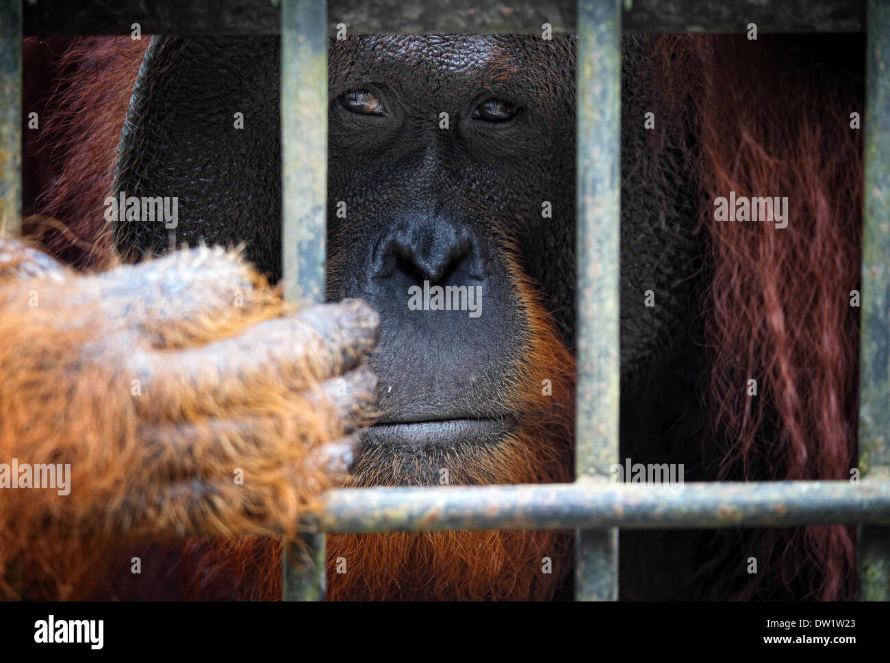 orangutang in cage Stock Photo - Alamy
