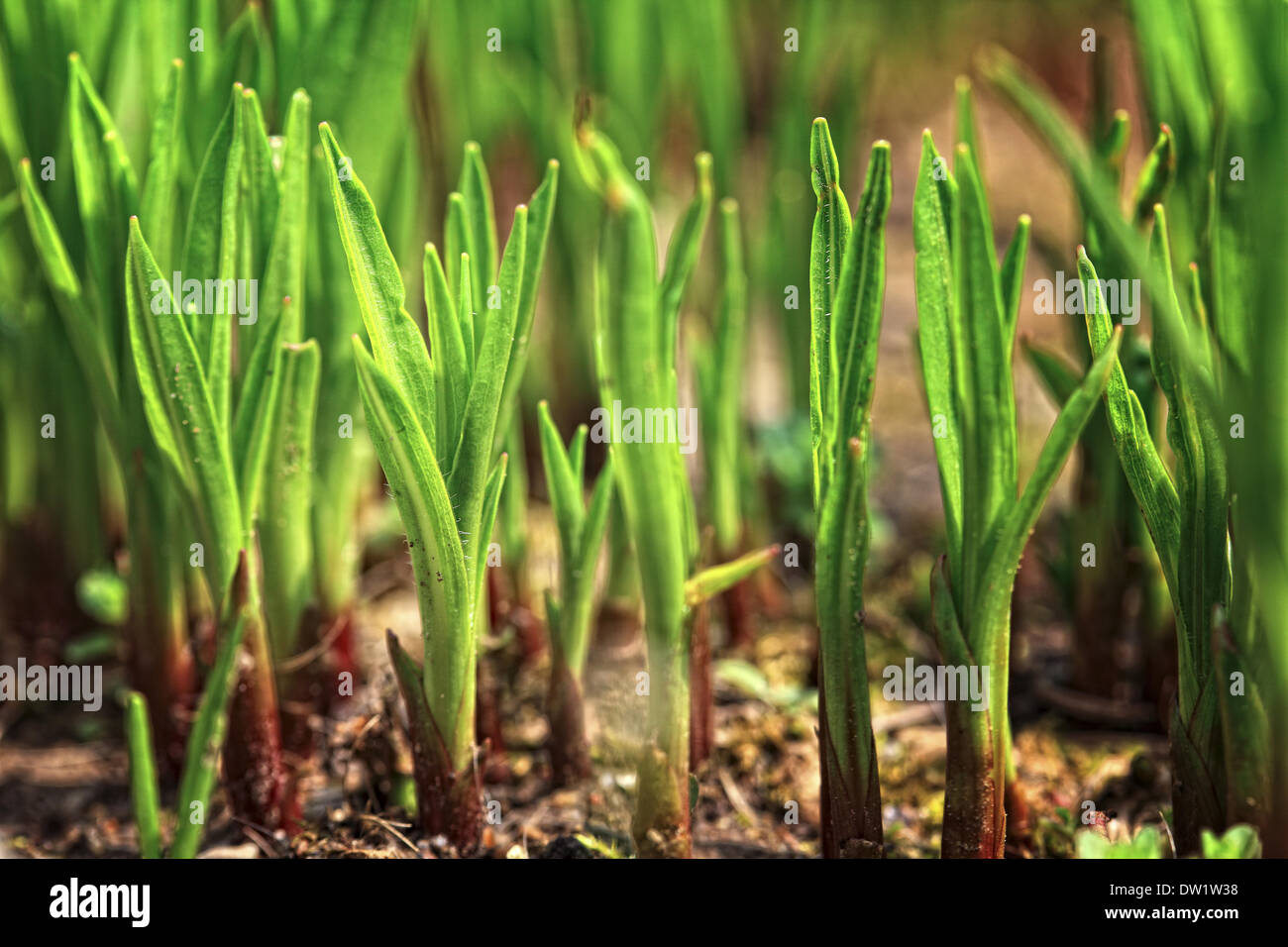 Little rush hi-res stock photography and images - Alamy