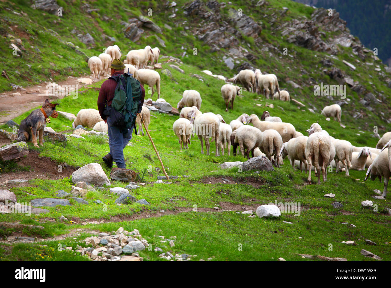 shepherd at work Stock Photo - Alamy