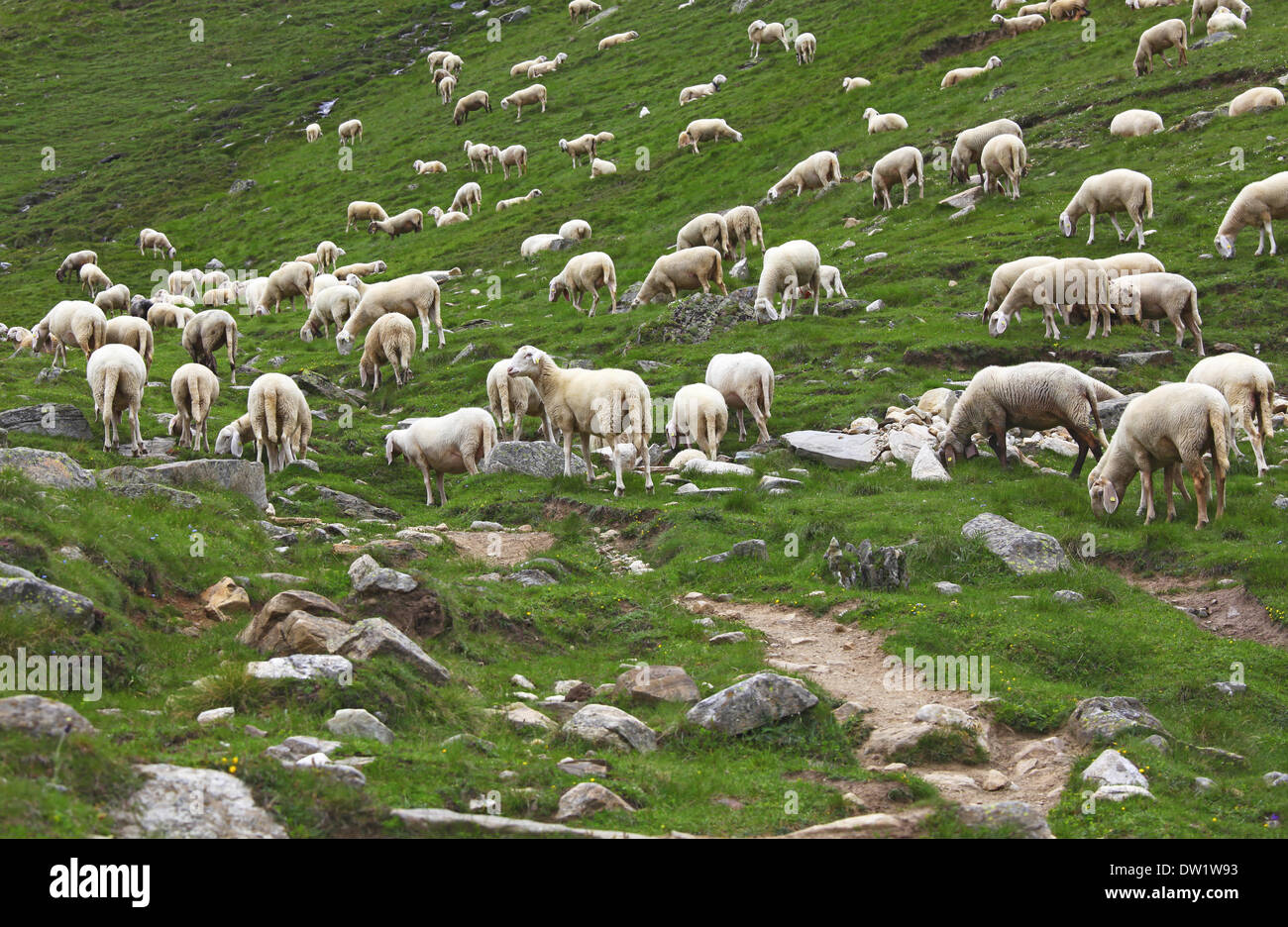 group of sheep Stock Photo - Alamy
