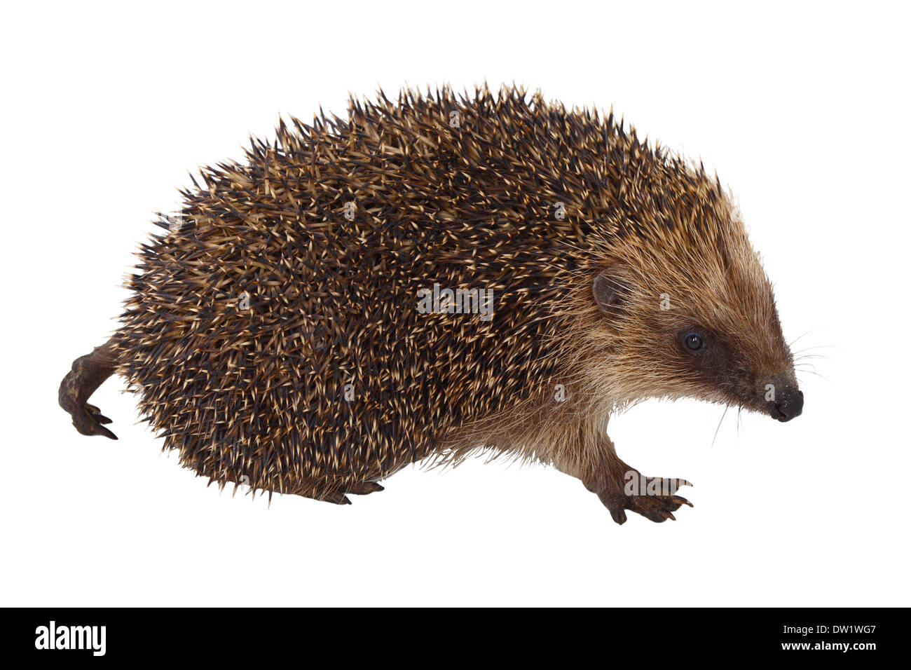 Western hedgehog Cut Out Stock Images & Pictures - Alamy