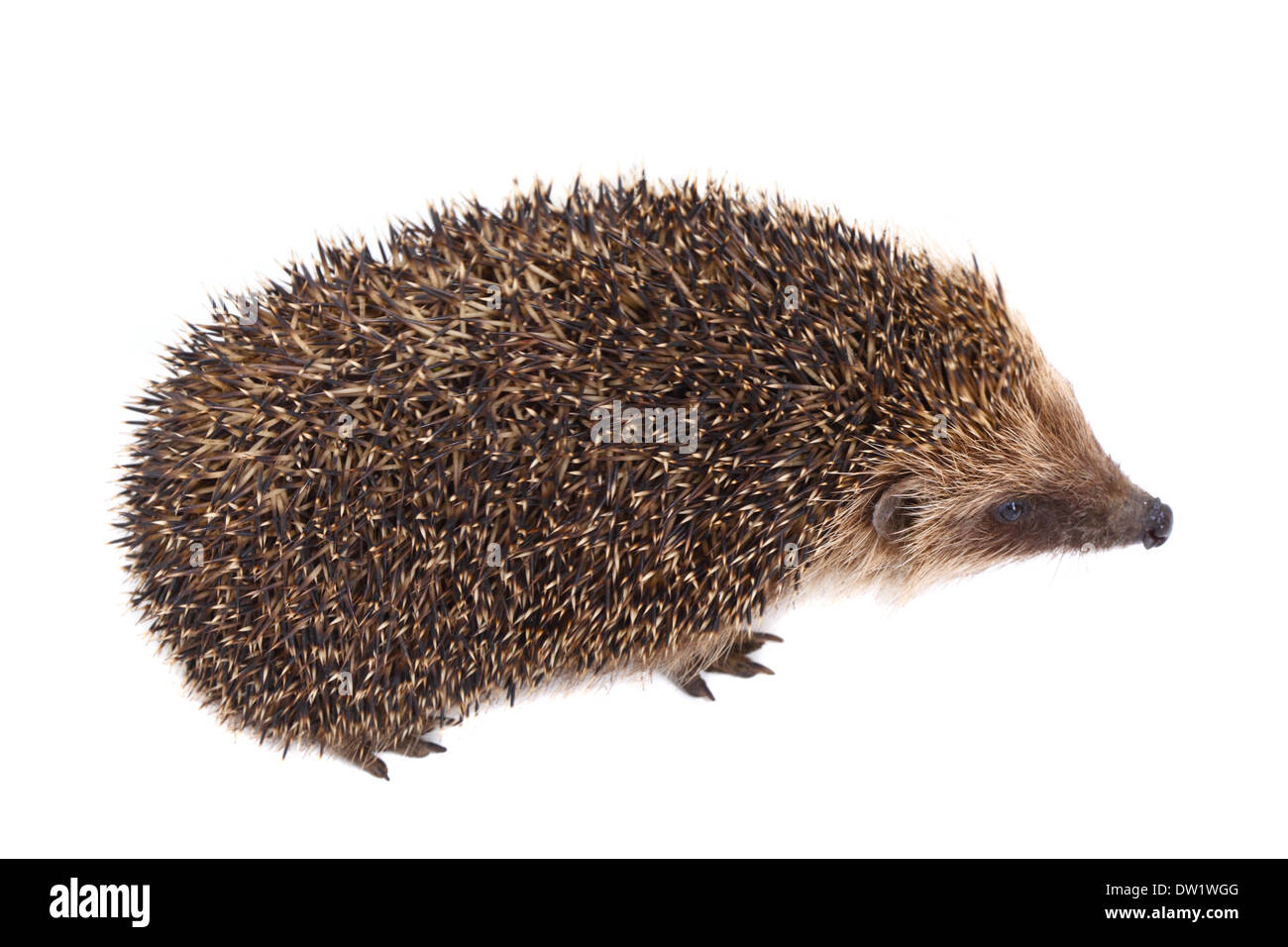 Western hedgehog Cut Out Stock Images & Pictures - Alamy