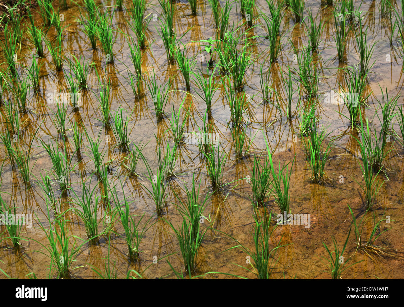 Rice plant growth hi-res stock photography and images - Alamy