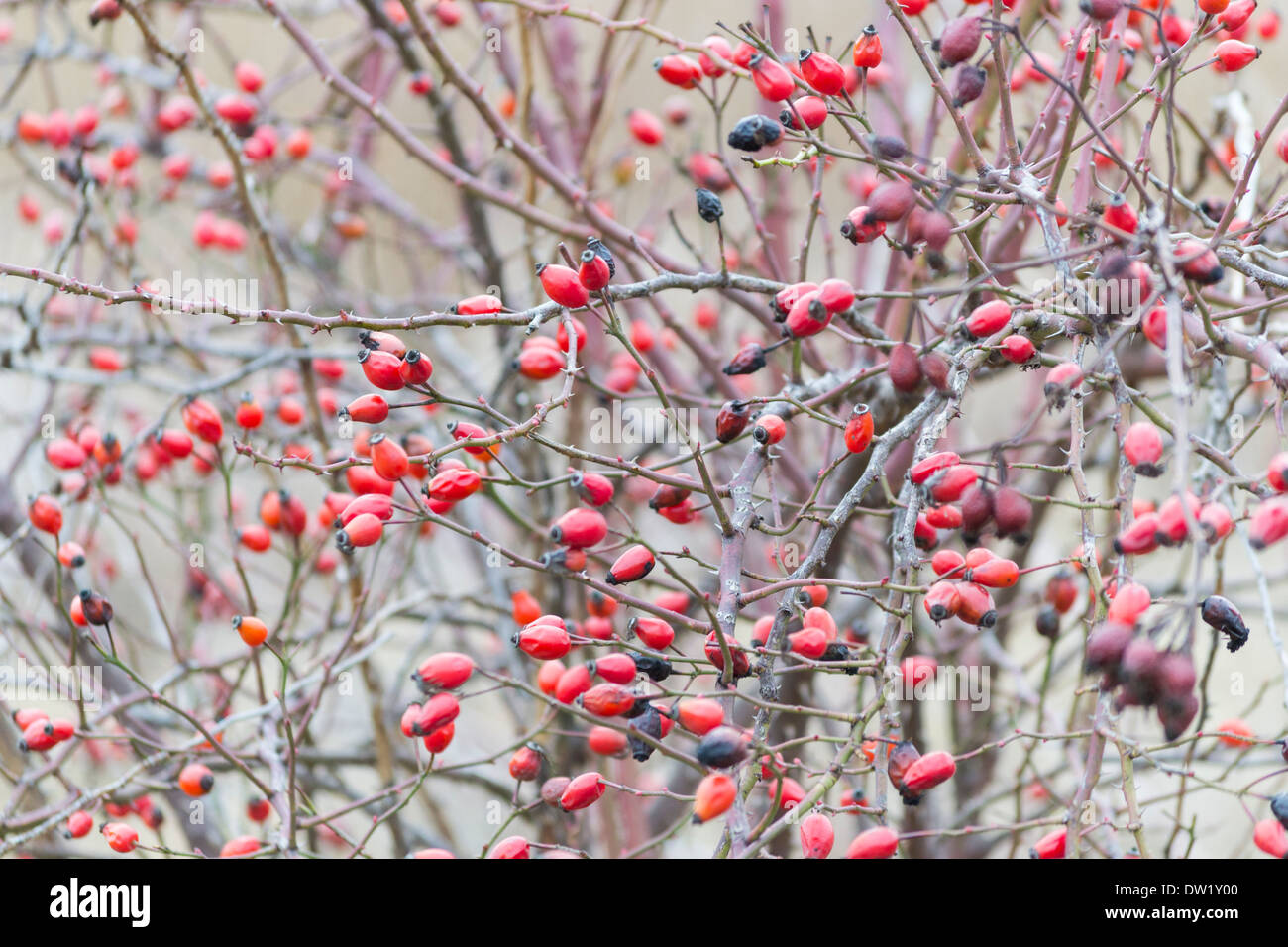 Rosa canina rosehip fruits hi-res stock photography and images - Alamy