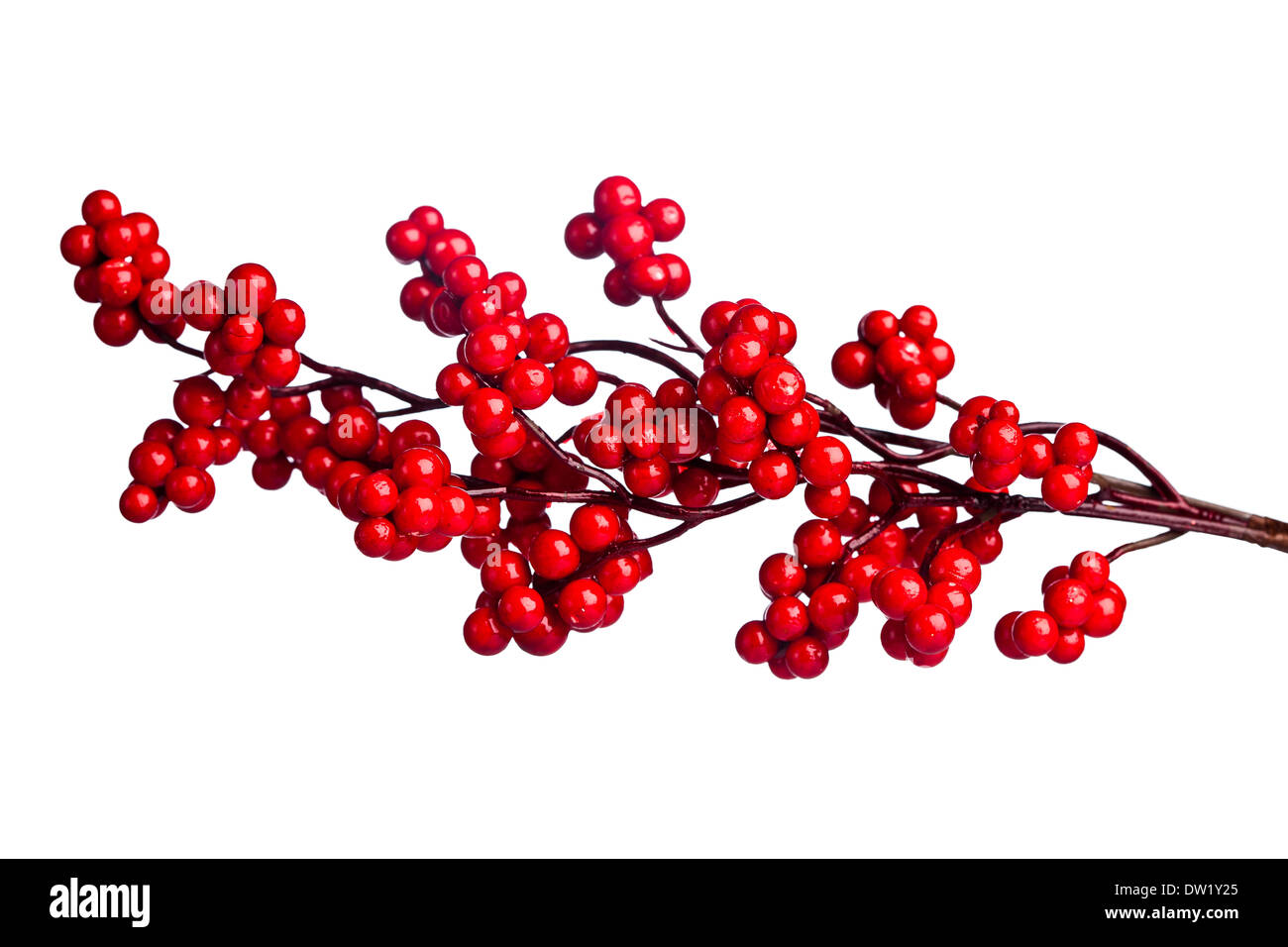 european holly isolated on white background Stock Photo - Alamy