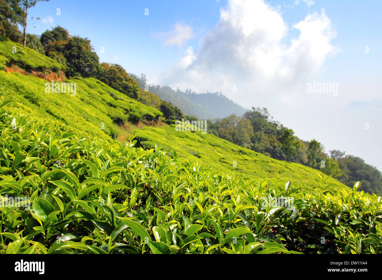 Tea field india hi-res stock photography and images - Alamy