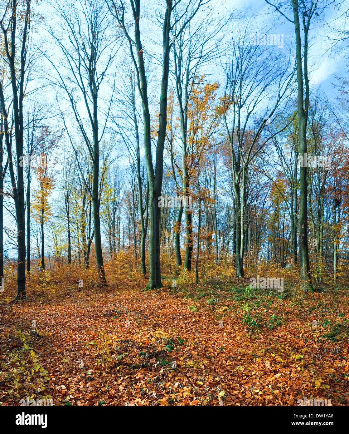 Dead forest ukraine hi-res stock photography and images - Alamy