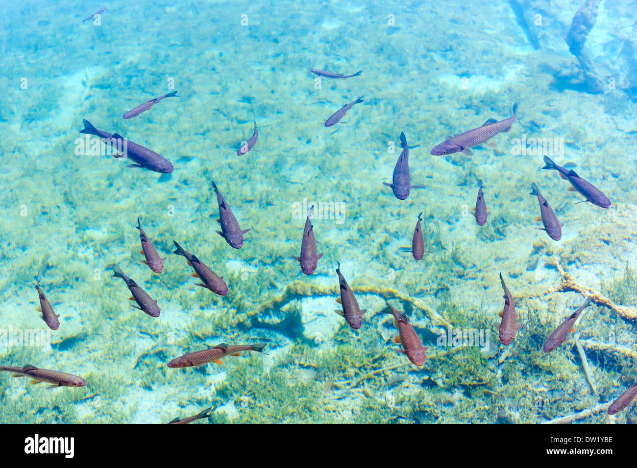 Small fish shoal in azure lake Stock Photo - Alamy