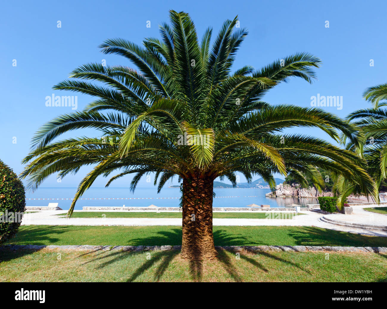 Summer park with palm trees (Montenegro Stock Photo - Alamy