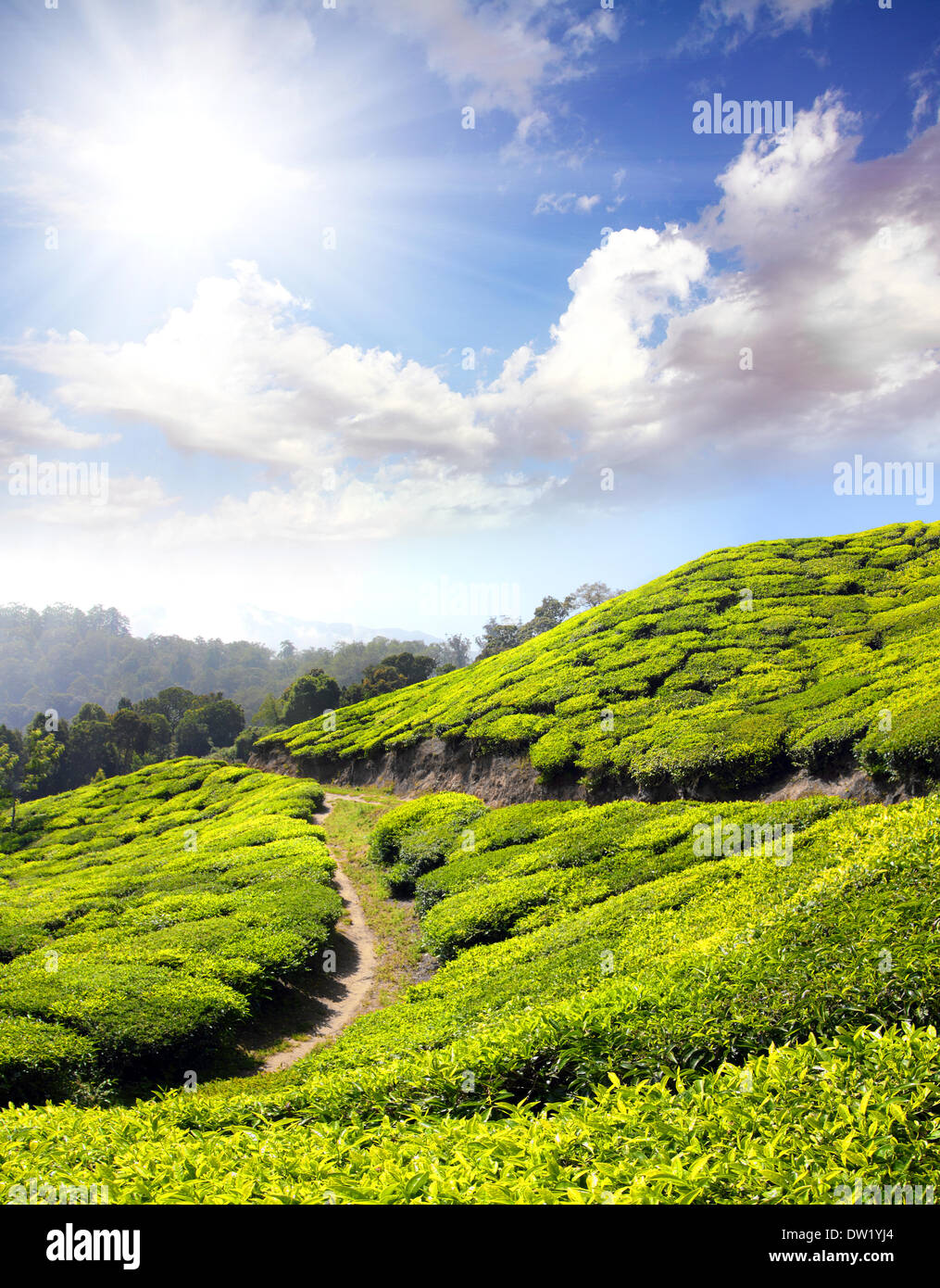 Tea mountain sun hi-res stock photography and images - Alamy
