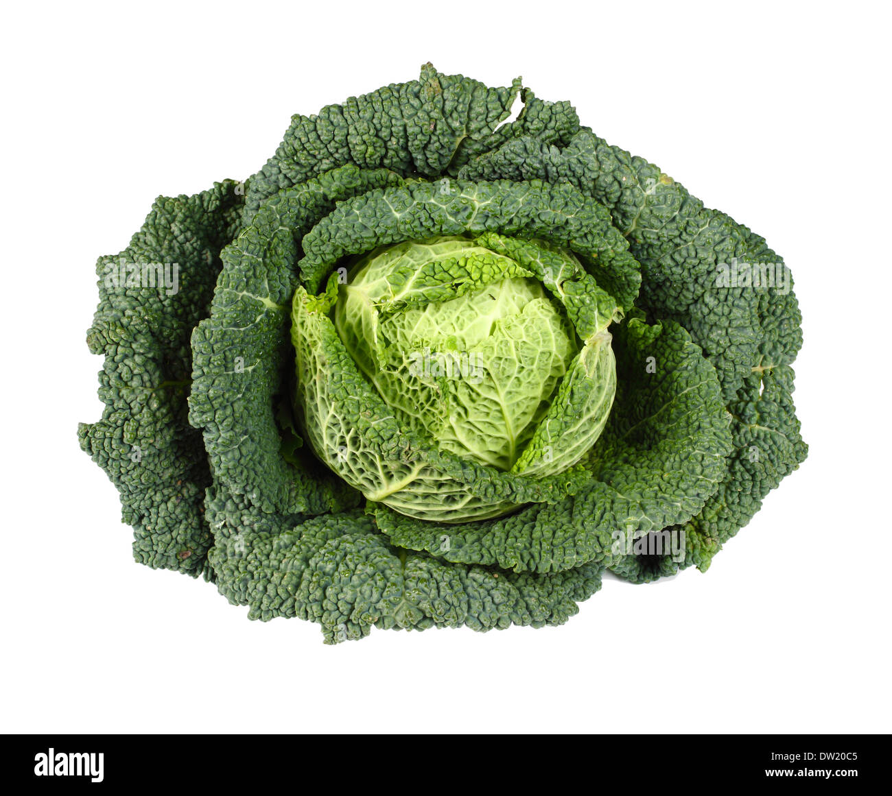 Savoy Cabbage isolated on white Stock Photo - Alamy