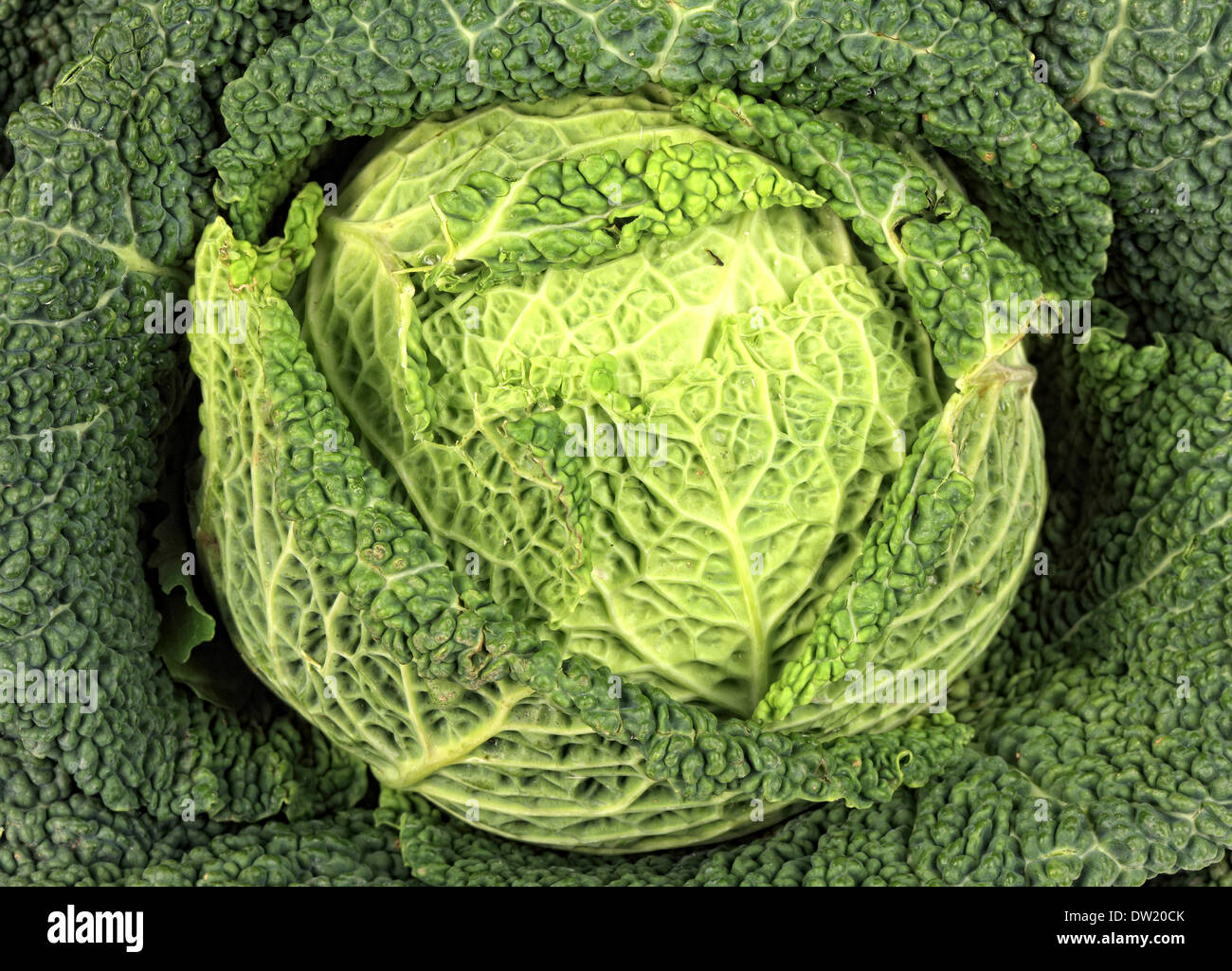 Whole savoy cabbage hi-res stock photography and images - Alamy