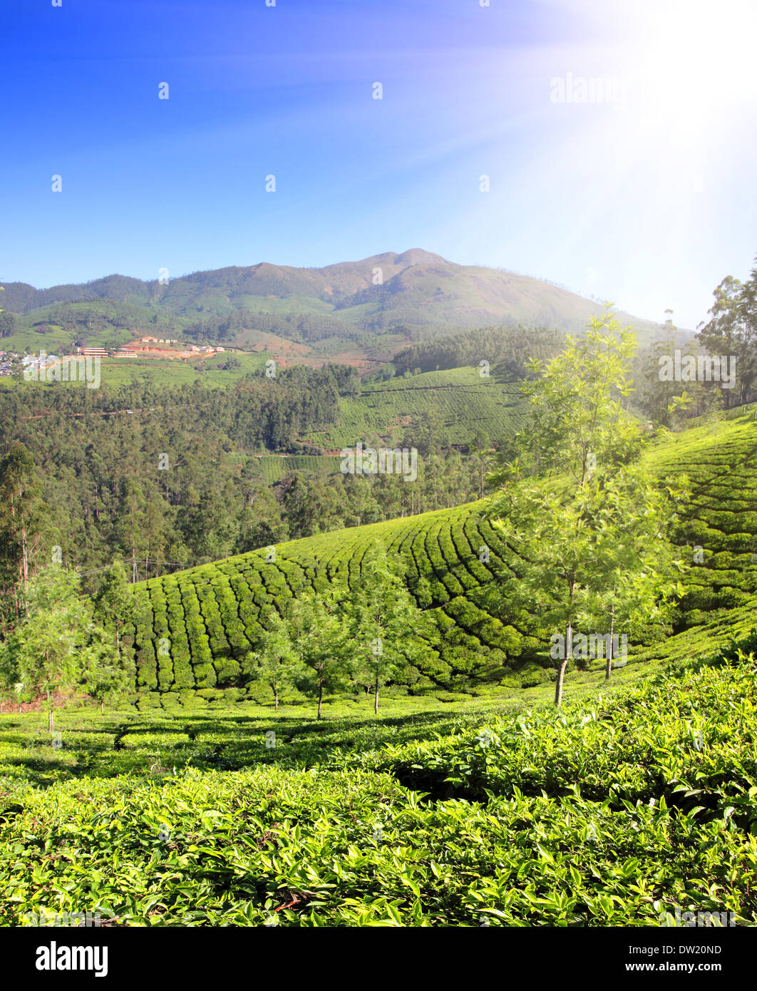 mountain tea plantation in India Stock Photo - Alamy