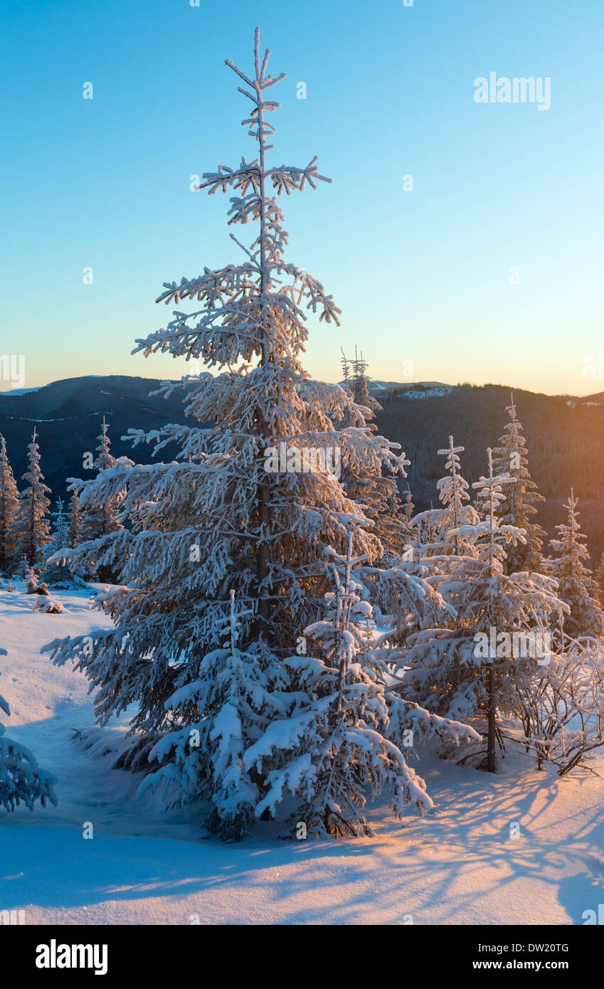 Winter fir in first morning sunbeams Stock Photo - Alamy