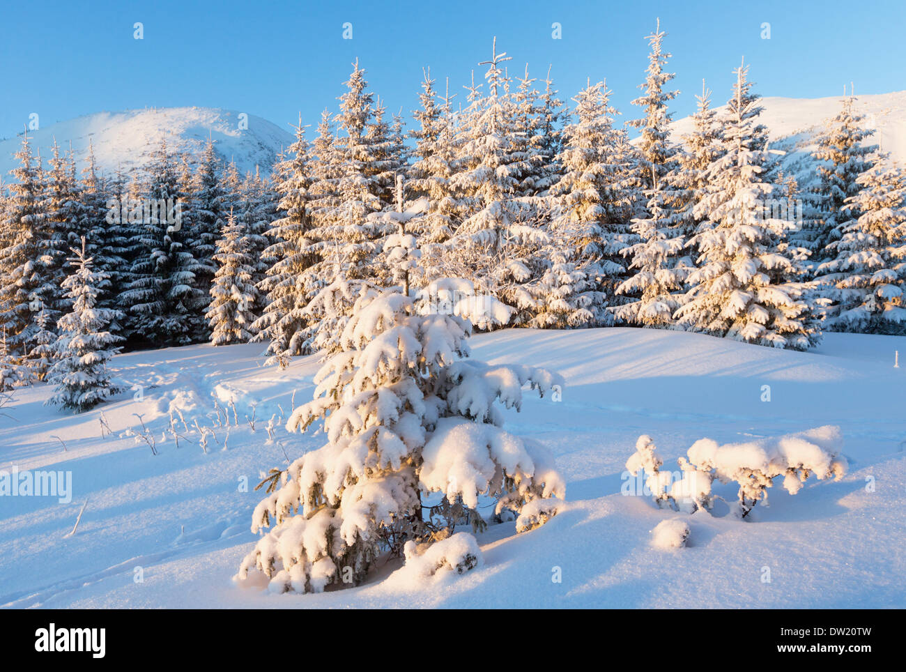 Winter fir in first morning sunbeams Stock Photo - Alamy