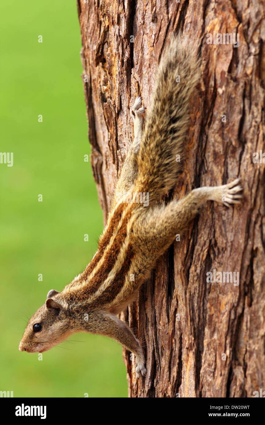 chipmunk sitting on tree Stock Photo - Alamy