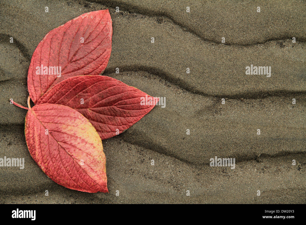 Leaves on Sand Stock Photo - Alamy