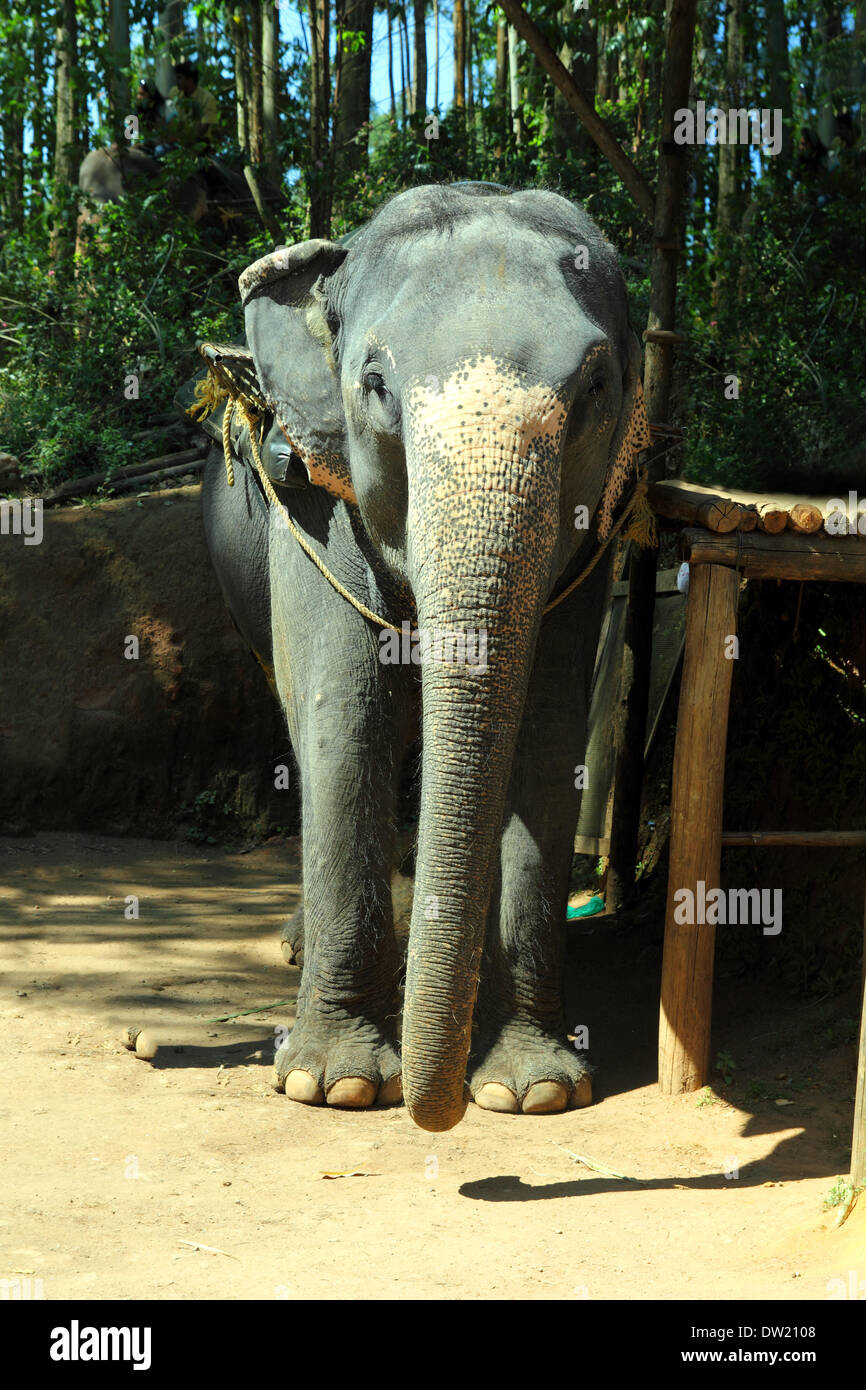 Elefant hi-res stock photography and images - Alamy