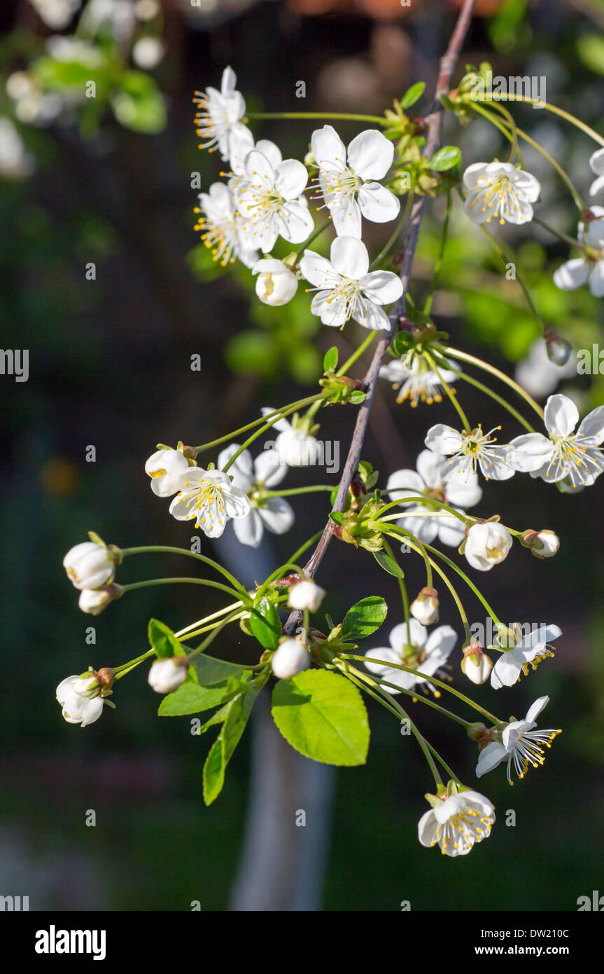 Cherry tree twig hi-res stock photography and images - Alamy