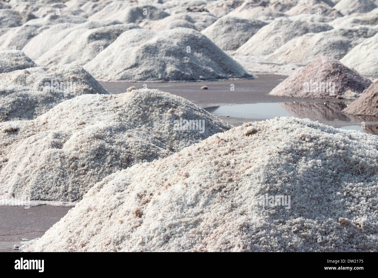 salt mining in India Stock Photo - Alamy