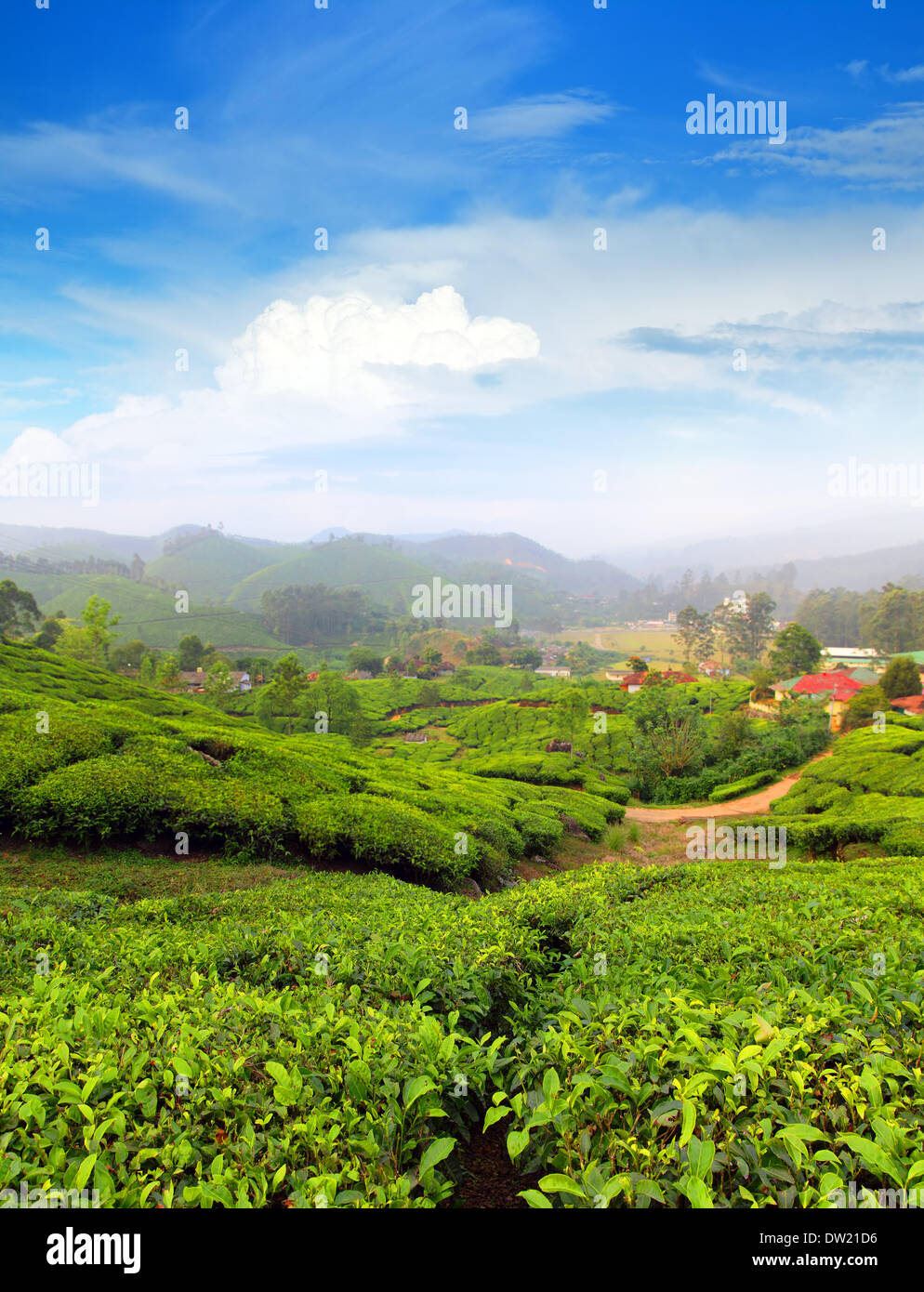 mountain tea plantation in India Stock Photo - Alamy