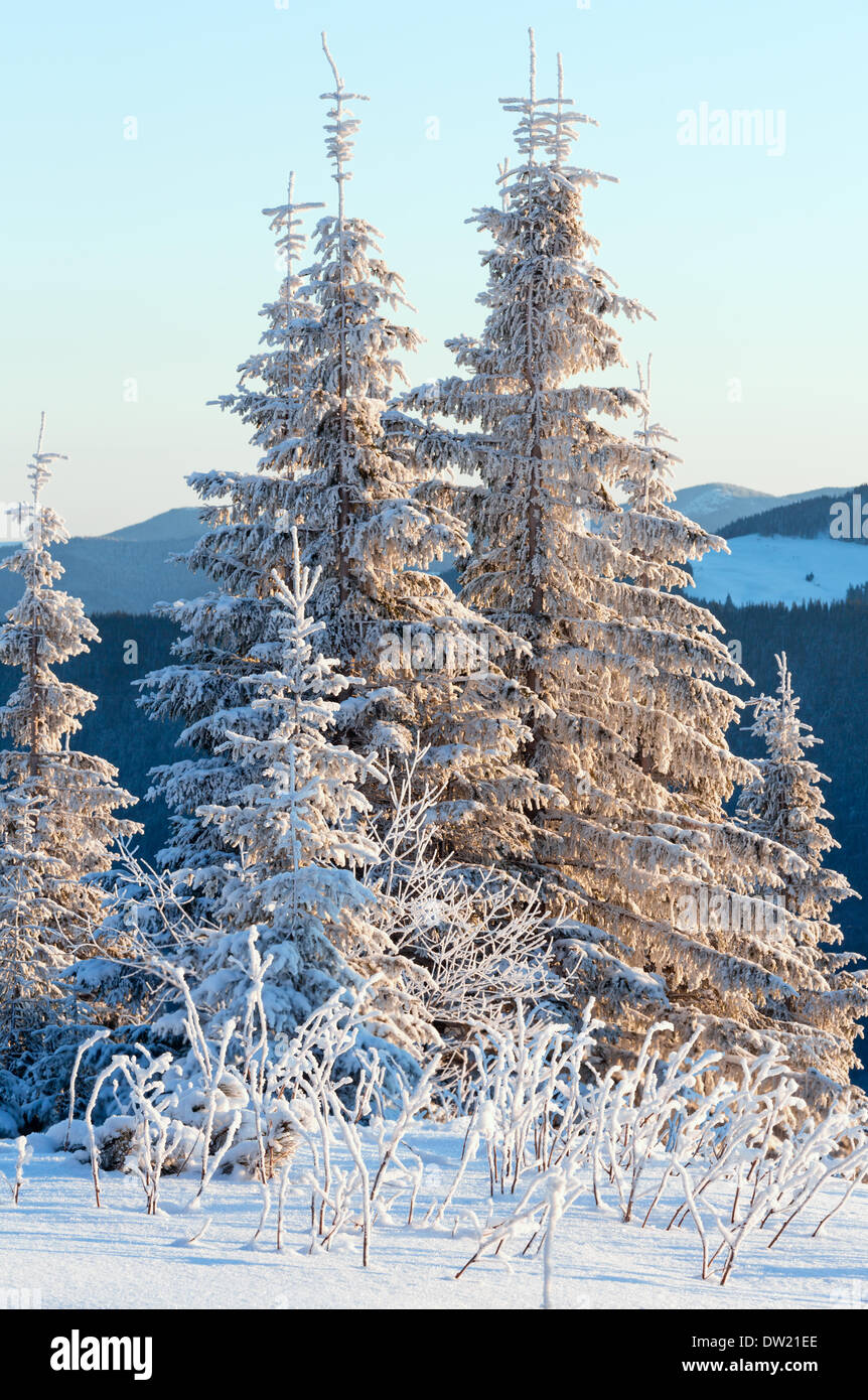 Winter fir in first morning sunbeams Stock Photo - Alamy