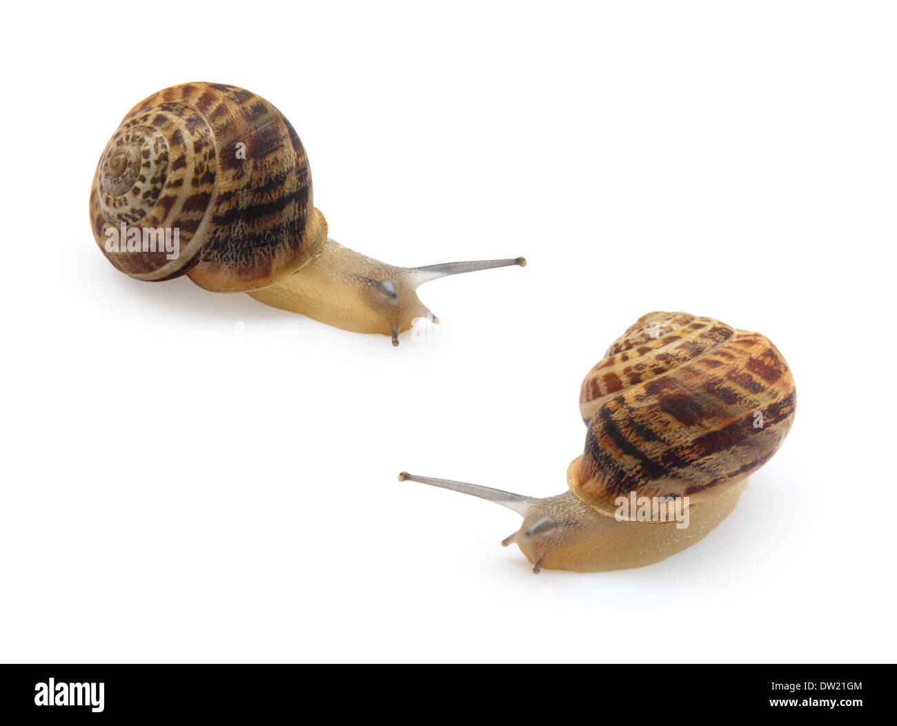 Snails antenna hi-res stock photography and images - Alamy