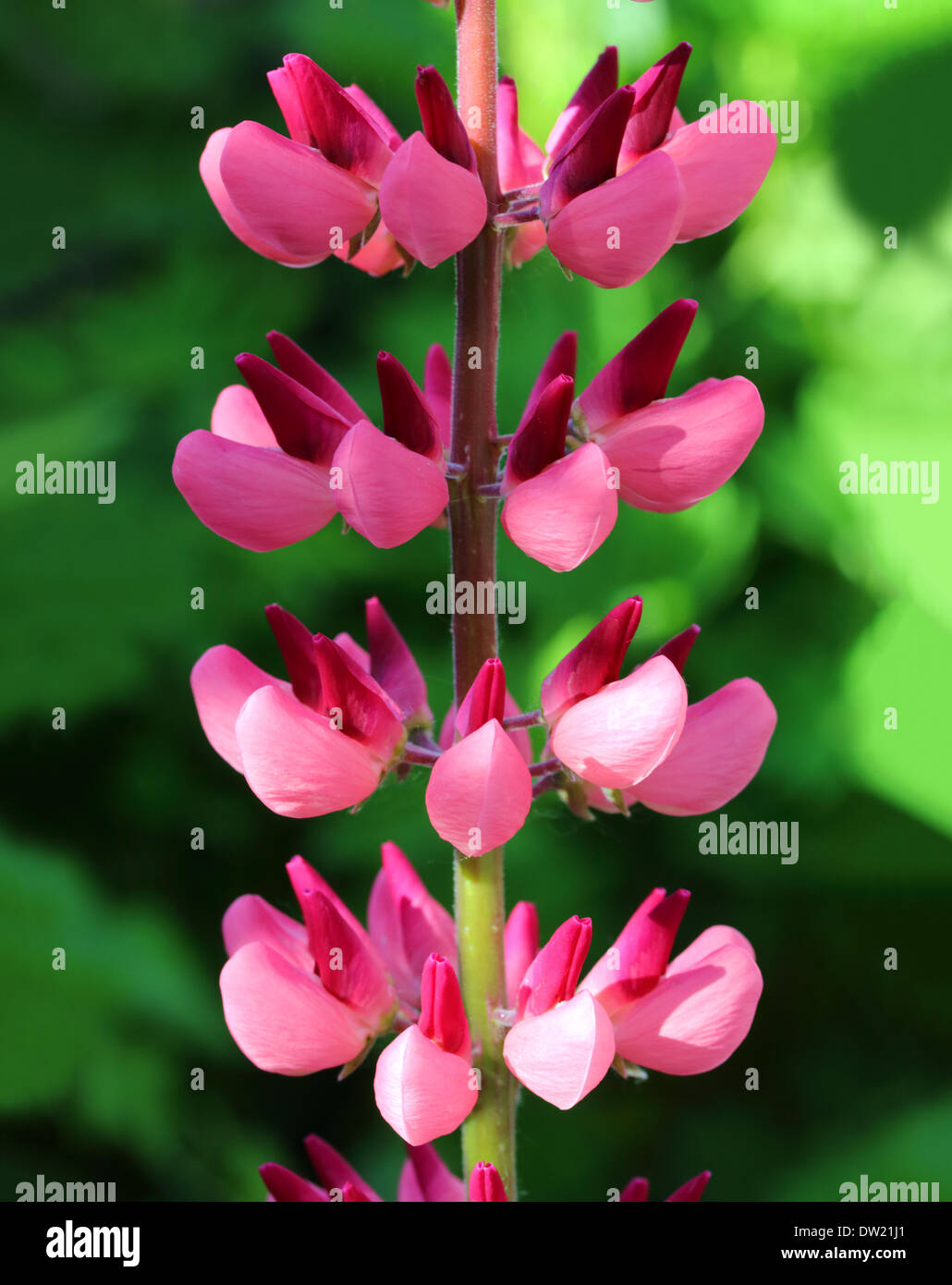 Bluebonnet Lupine High Resolution Stock Photography and Images - Alamy