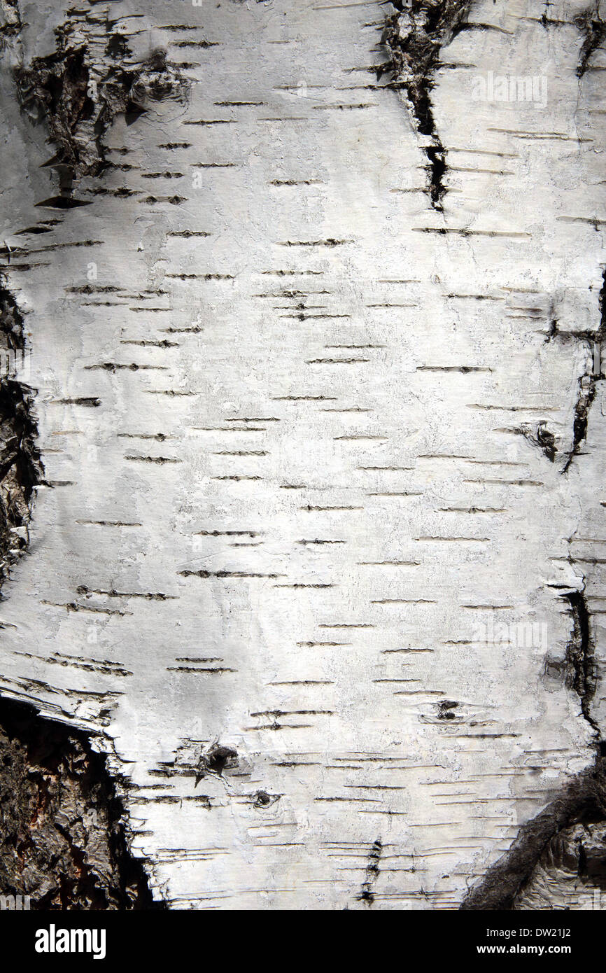 At birch trunk hi-res stock photography and images - Alamy