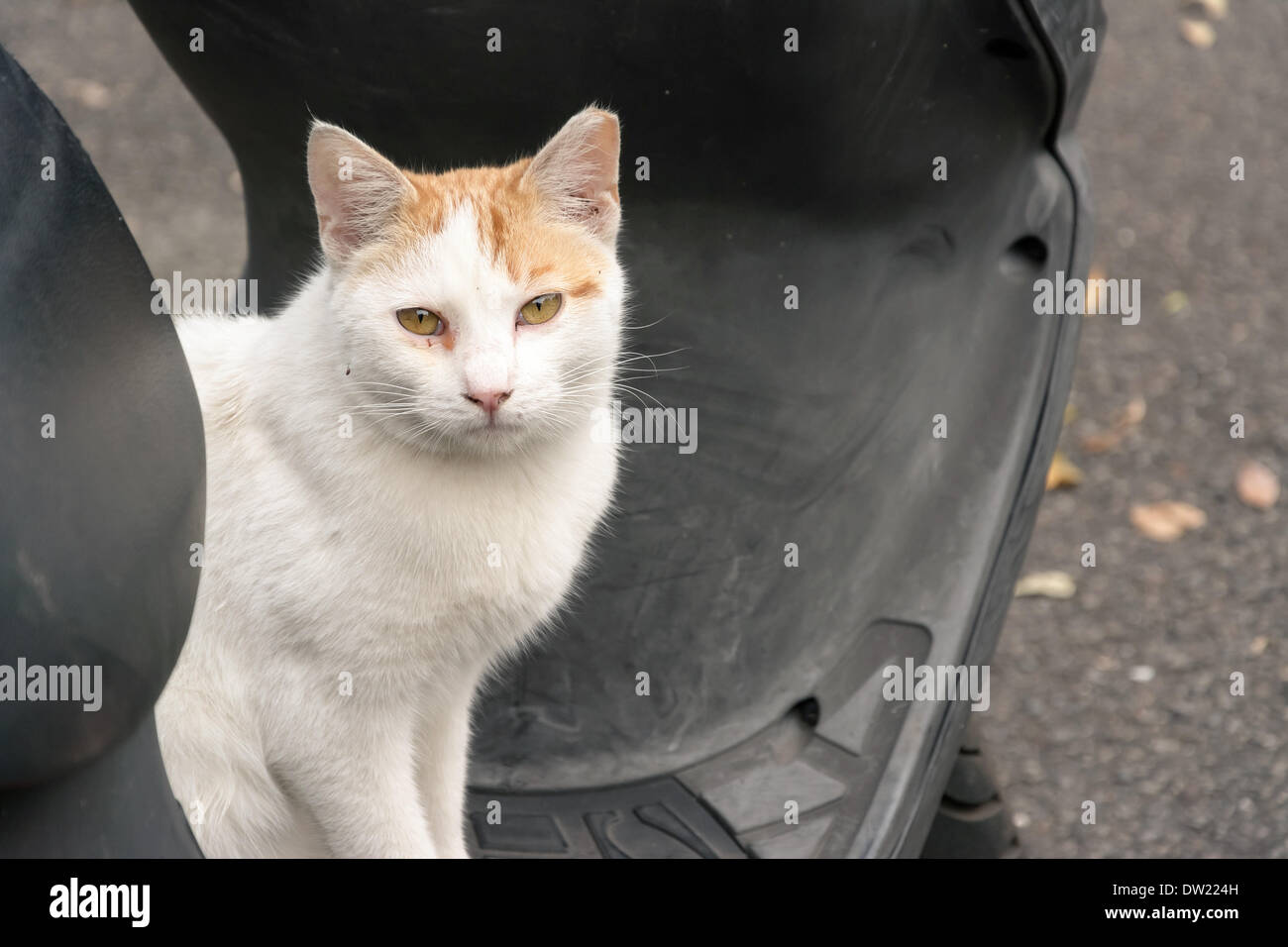 Undomesticated an hi-res stock photography and images - Alamy