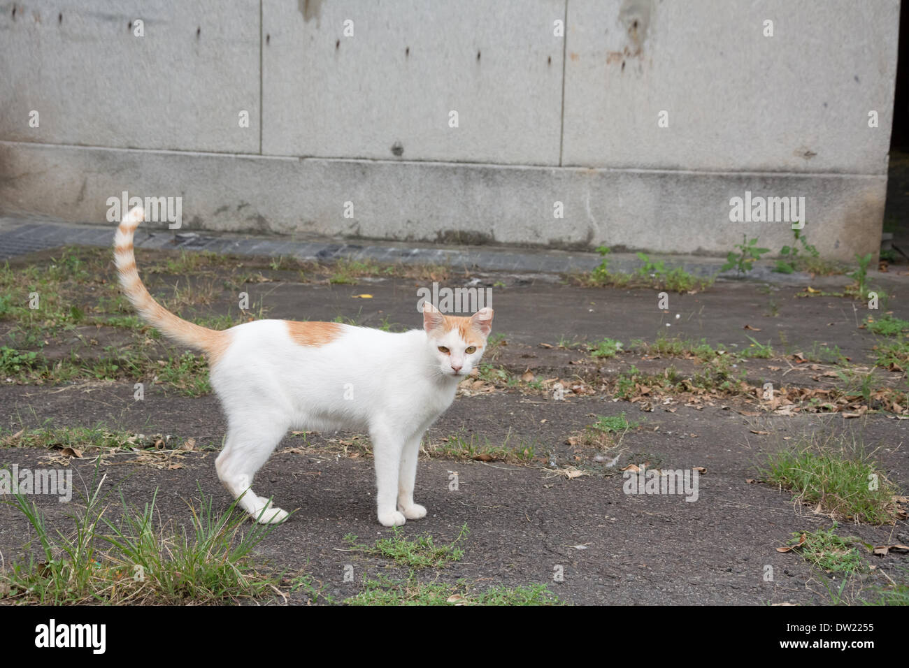 cat look at you Stock Photo - Alamy