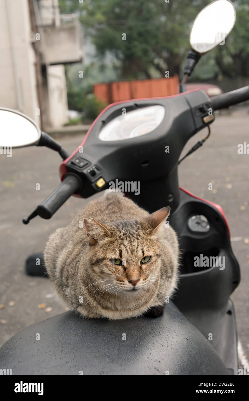 Undomesticated an hi-res stock photography and images - Alamy