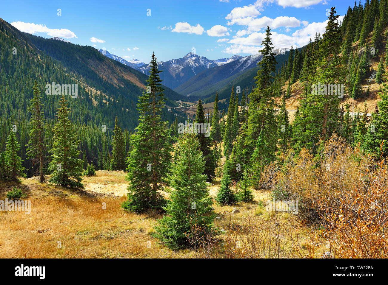spruce and pine trees and mountains of Colorado Stock Photo - Alamy
