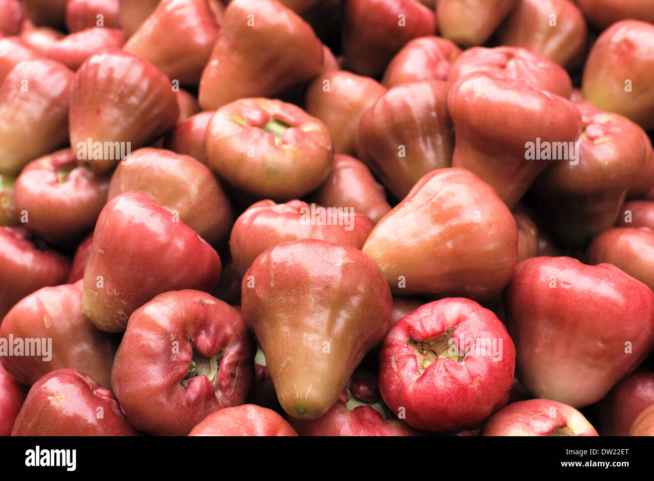 Close up rose apple fruit hi-res stock photography and images - Alamy